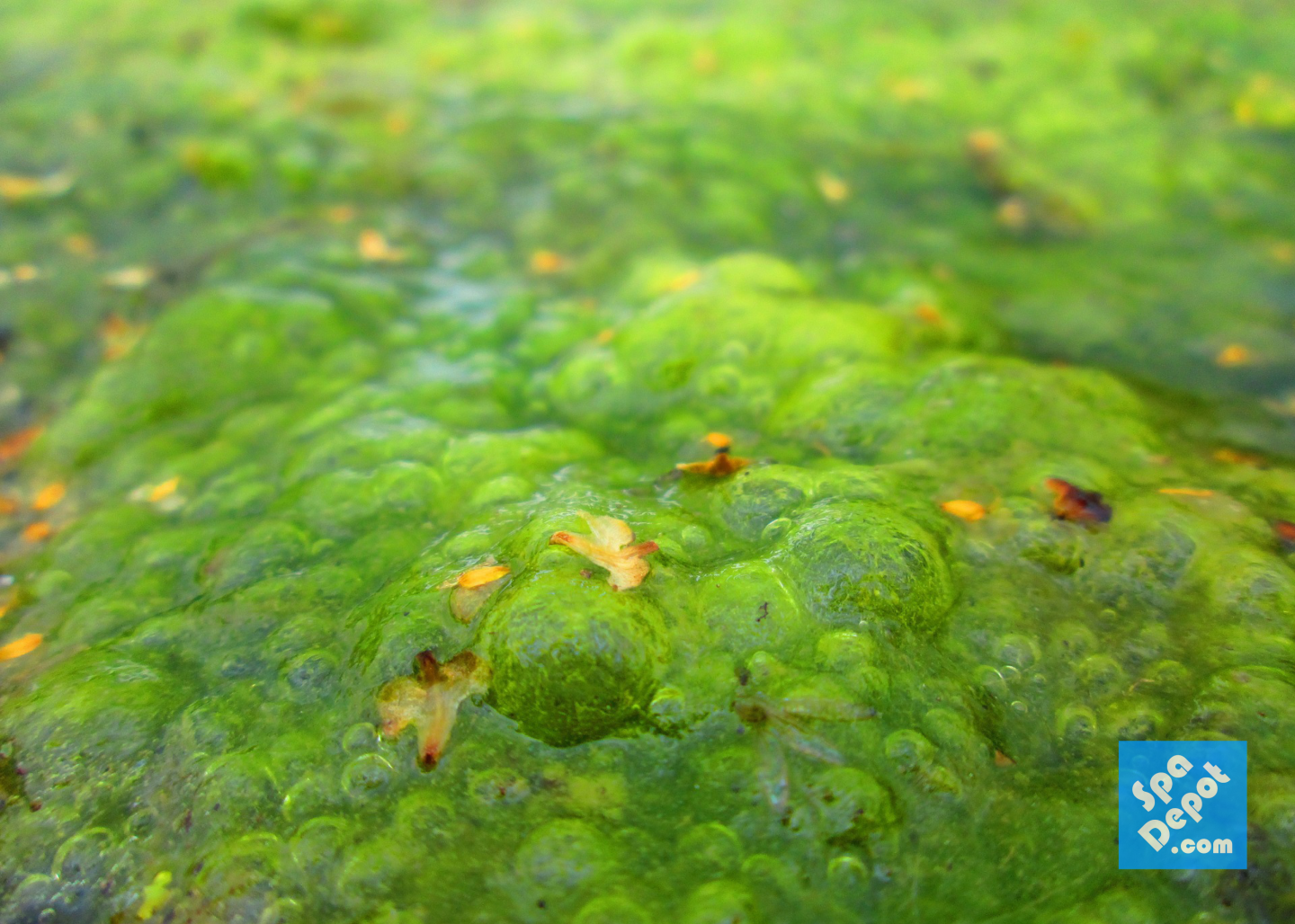 Green Hot Tub Water? Find the Source and a Solution – Hot Tub Blog ...