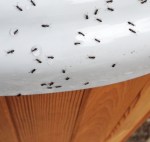 Common Hot Tub Pests & Solutions – Hot Tub Blog | SpaDepot.com